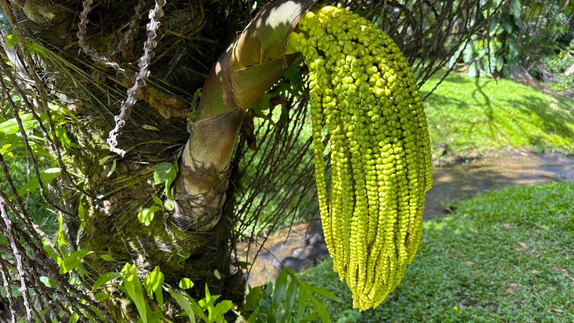 The Sweet Sugar Palm - Kauai's Hindu Monastery