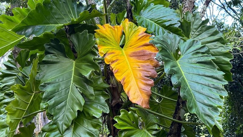 The Holy Naga Pu - Kauai's Hindu Monastery