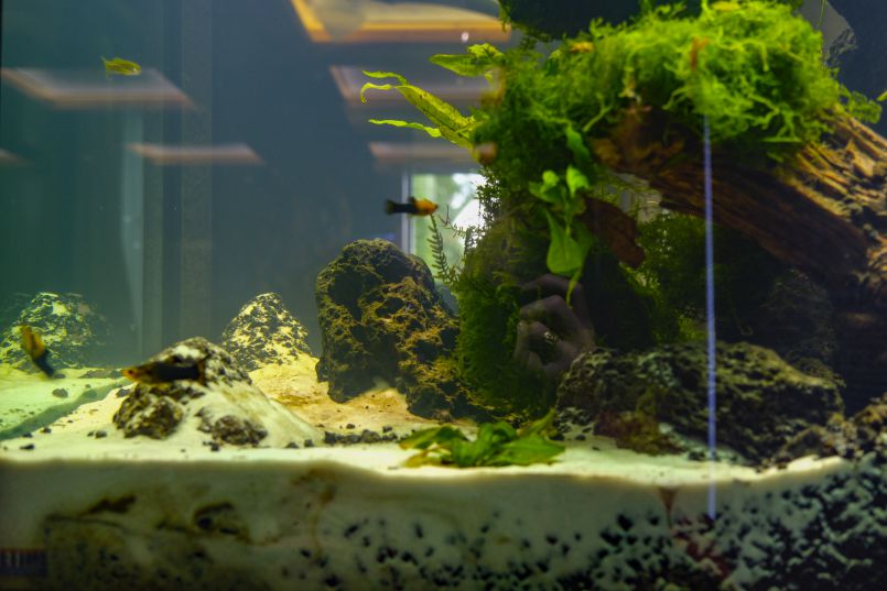 Our New Monk-Made Aquarium - Kauai's Hindu Monastery