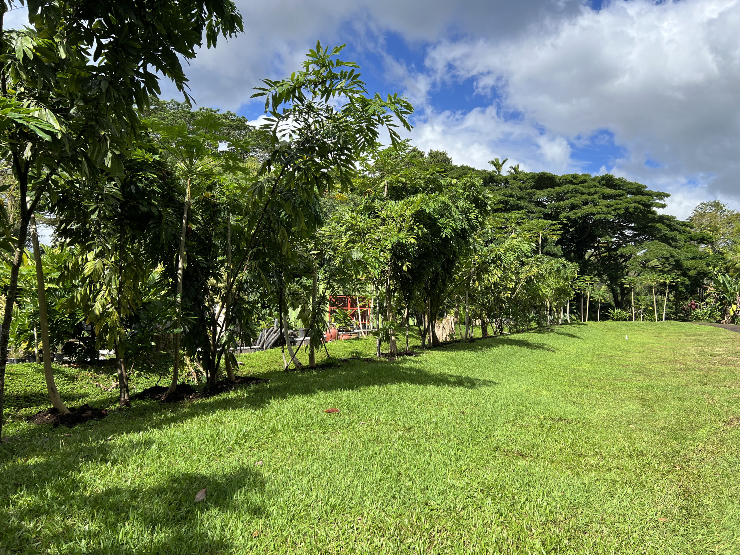 A New Beginning for Papaya Trees - Kauai's Hindu Monastery