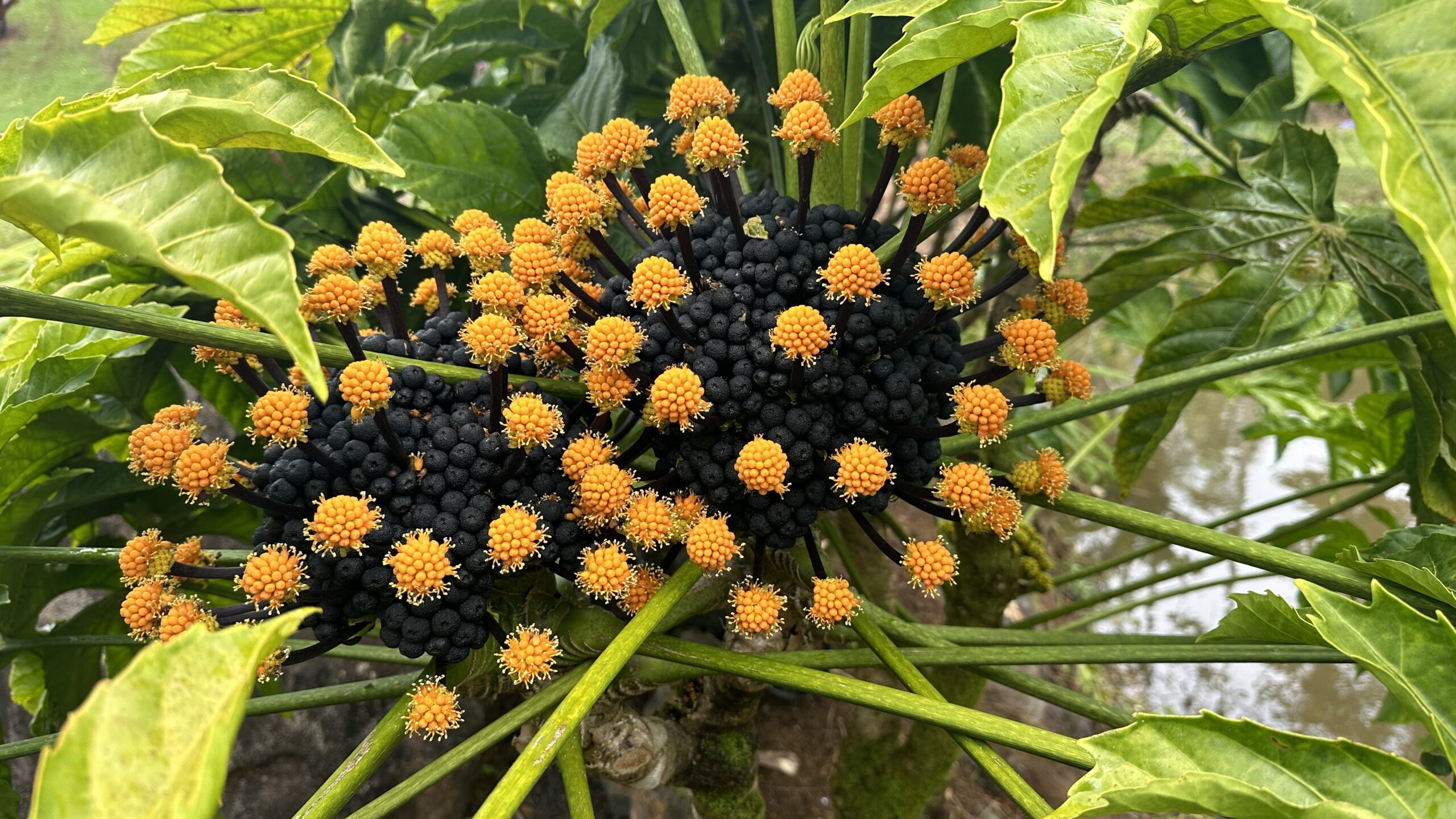 Today in Siva's Garden - Kauai's Hindu Monastery