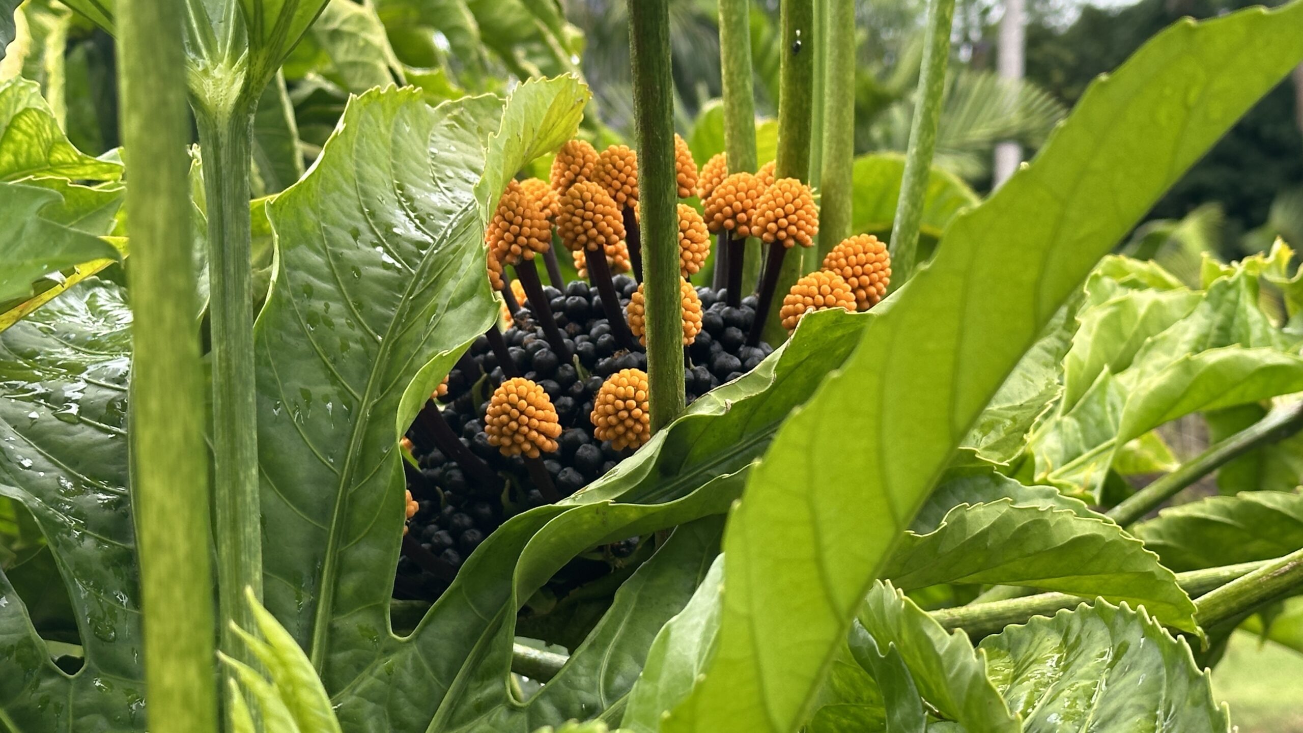 Today in Siva's Garden - Kauai's Hindu Monastery