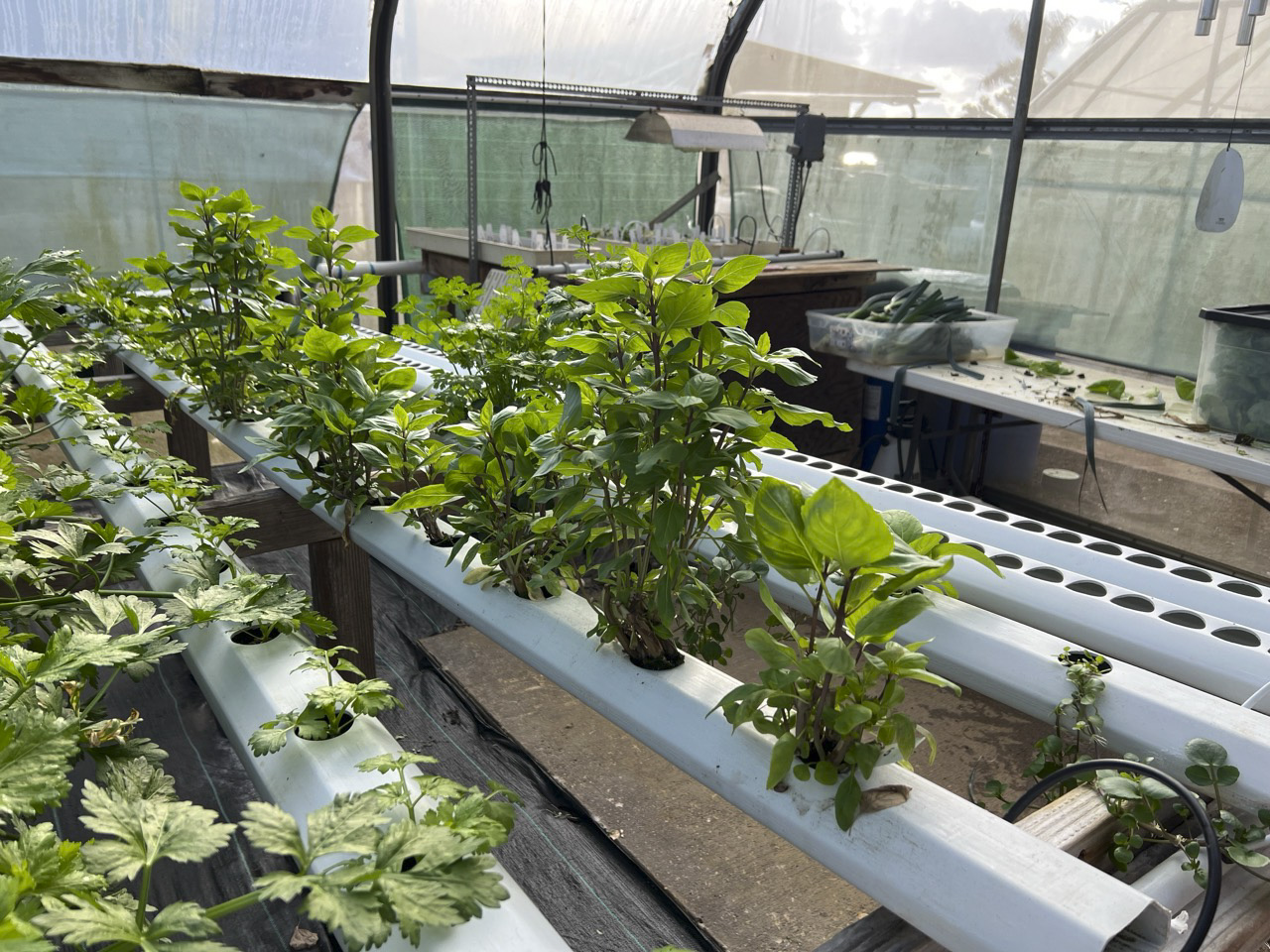 A Day in the Greenhouse - Kauai's Hindu Monastery