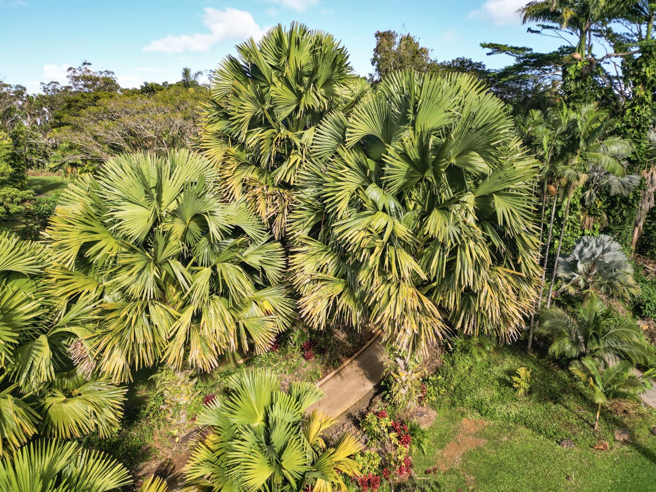Drone Piloting - Kauai's Hindu Monastery
