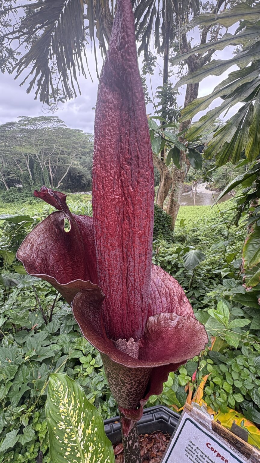 Corpse Flower Comes Back to Life - Kauai's Hindu Monastery