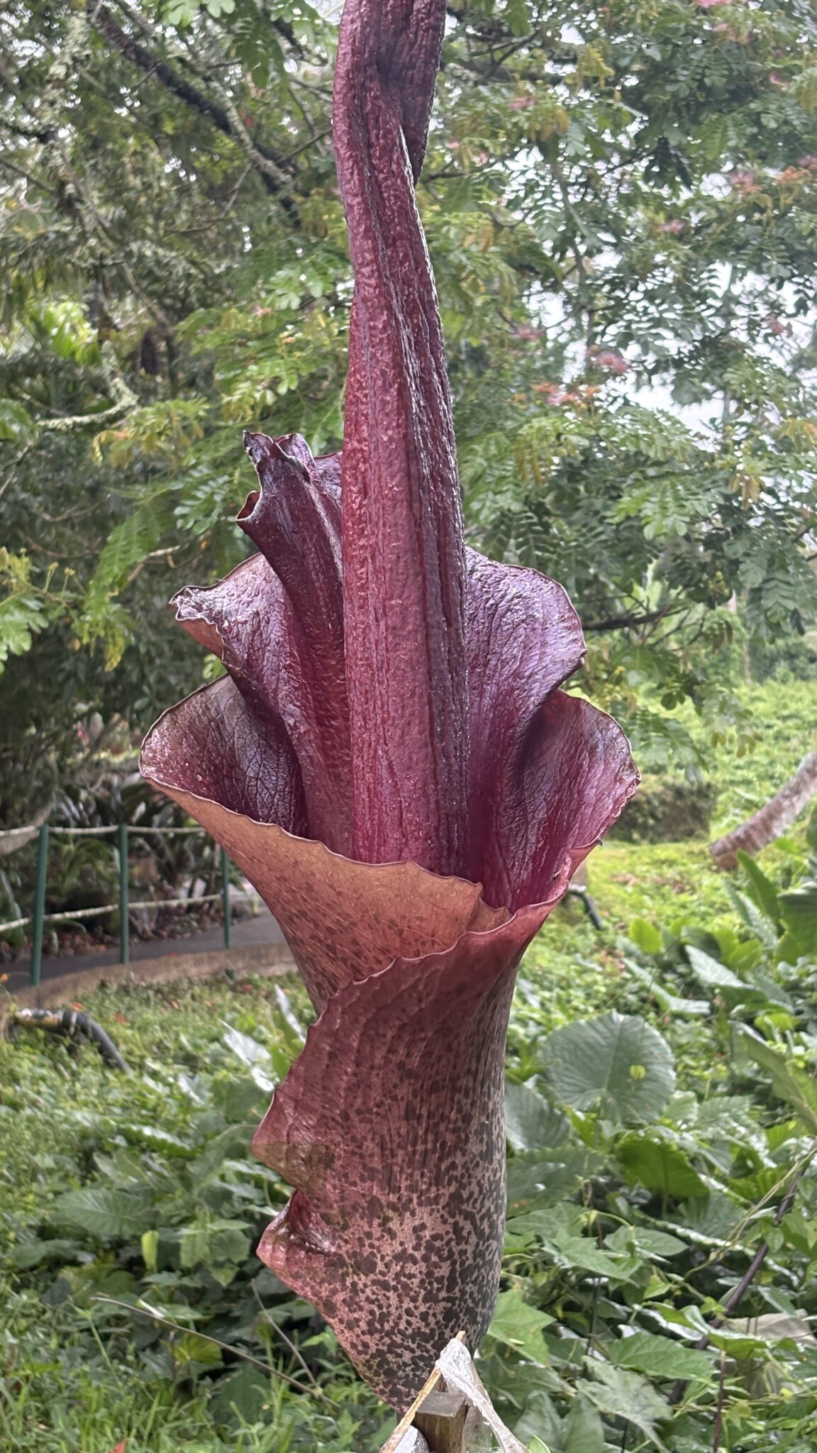 Corpse Flower Comes Back to Life - Kauai's Hindu Monastery
