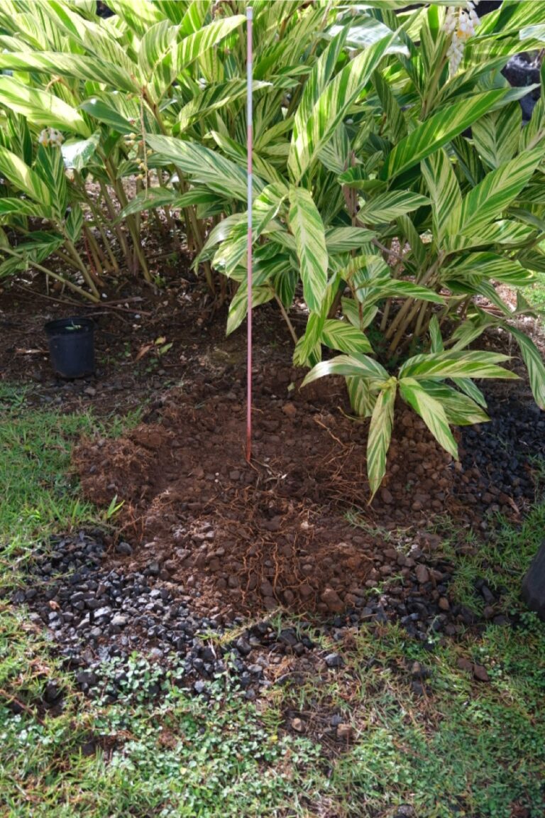 Planting a New Bilva Tree - Kauai's Hindu Monastery