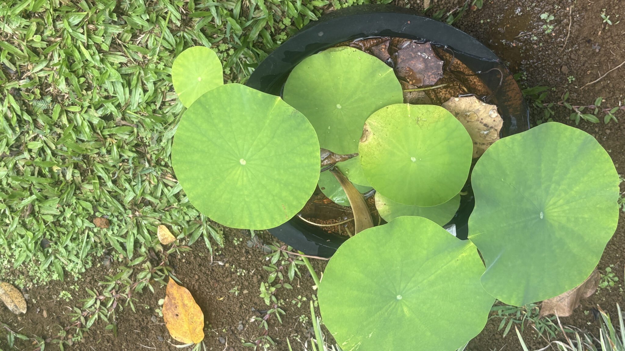 Where Have All the Lotus Gone? - Kauai's Hindu Monastery
