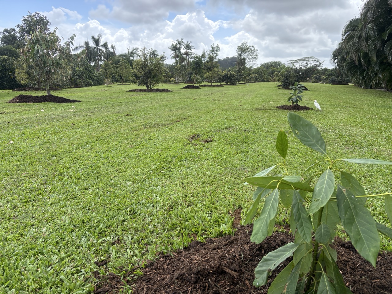 Fruit Orchard Mulching - Kauai's Hindu Monastery